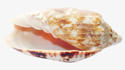 Shells PNG Images, Free Transparent Shells Download , Page 11 - KindPNG