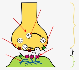 Synaptic Cleft, HD Png Download - kindpng