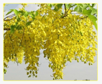 Cassia Fistula, HD Png Download - kindpng