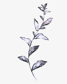 Ixia, HD Png Download - kindpng