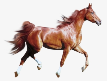 Hình Động Con Ngựa, HD Png Download - kindpng