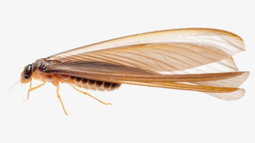 Cupim Voando, HD Png Download - kindpng