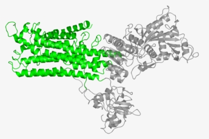 Endoplasmic Reticulum PNG Images, Free Transparent Endoplasmic ...