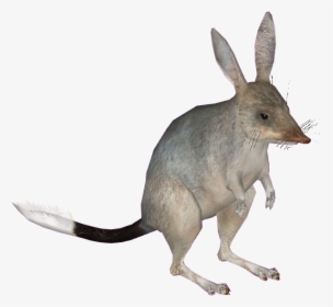 Bilby Zt2, HD Png Download - kindpng