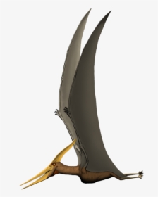 Anatomy Of Pteranodon - Diagram, HD Png Download - kindpng