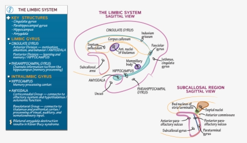 Limbic Lobe - Labeled Limbic System Diagram, HD Png Download - kindpng