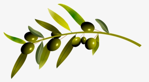 Olive PNG Images, Free Transparent Olive Download , Page 2 - KindPNG