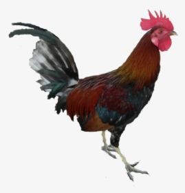 Murga Images Png, Transparent Png - kindpng