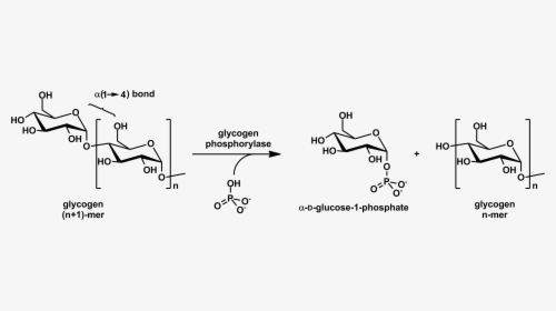 Glycogen Phosphorylase Stereo - Phosphorylated Subunit Of Glycogen, HD ...