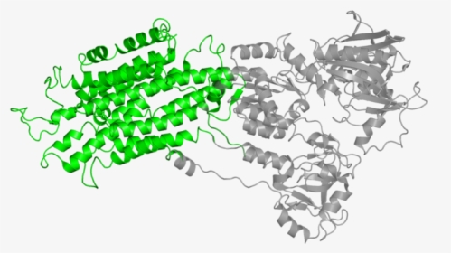 Endoplasmic Reticulum PNG Images, Free Transparent Endoplasmic ...