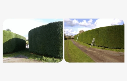 Hedge PNG Images, Free Transparent Hedge Download , Page 2 - KindPNG