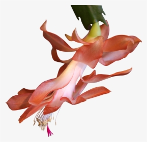 Royalty-Free Transparent PNG Images Submitted by Jennifer Lampkin ...